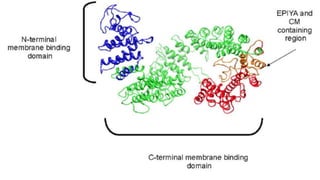 Role of helicobacter pylori in gastric cancer | PPTX