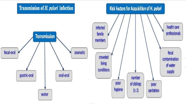 Role of helicobacter pylori in gastric cancer | PPTX | Digestive ...