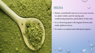 Role of herbs in hair care Amla and heena.pptx