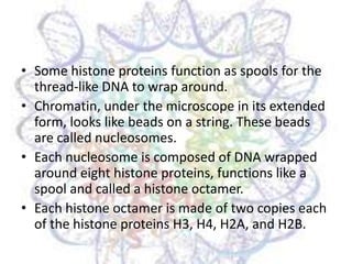 Role of Histone in DNA packaging | PPTX