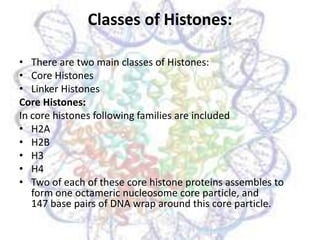 Role of Histone in DNA packaging | PPTX