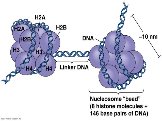 Role of Histone in DNA packaging
