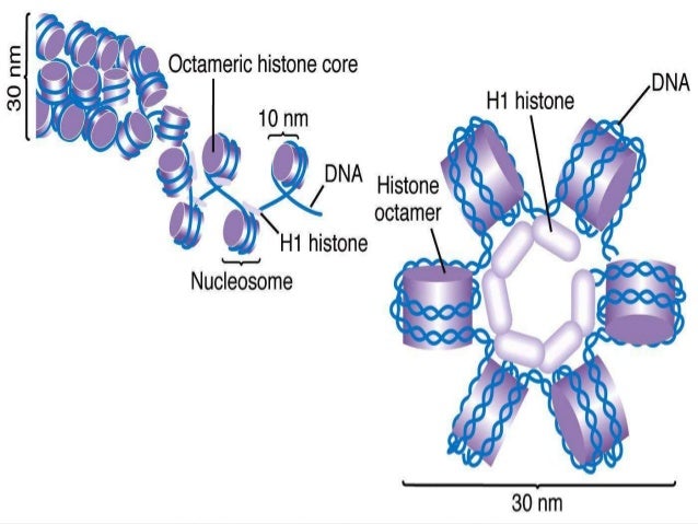 Role of Histone in DNA packaging