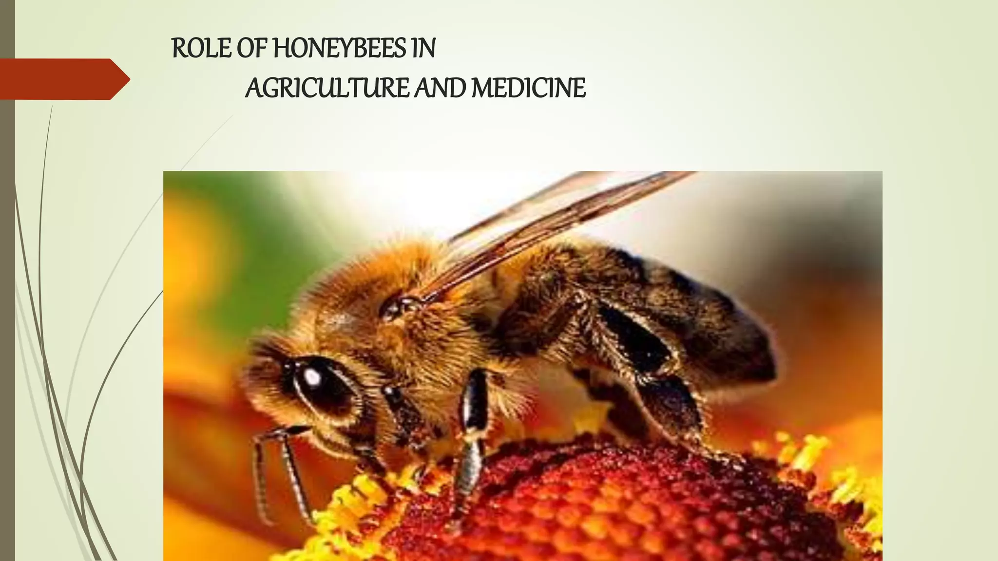 Types and Role of honey bees in agriculture and medicine | PPTX