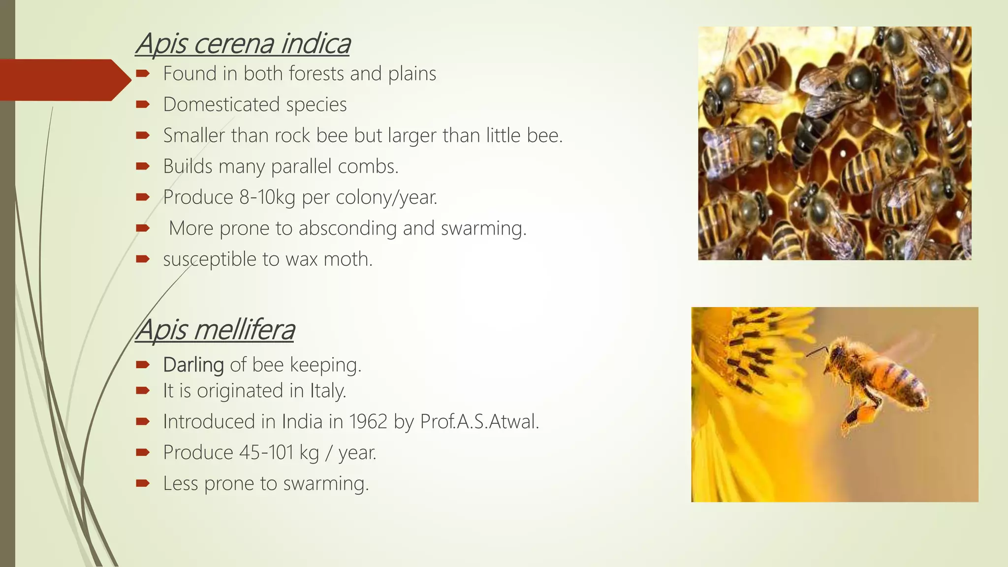 Types and Role of honey bees in agriculture and medicine | PPTX