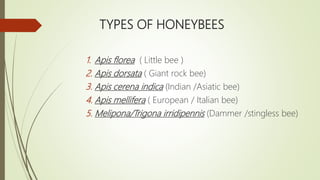 Types and Role of honey bees in agriculture and medicine | PPTX