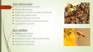 Types and Role of honey bees in agriculture and medicine | PPTX
