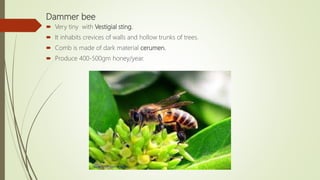 Types and Role of honey bees in agriculture and medicine | PPTX
