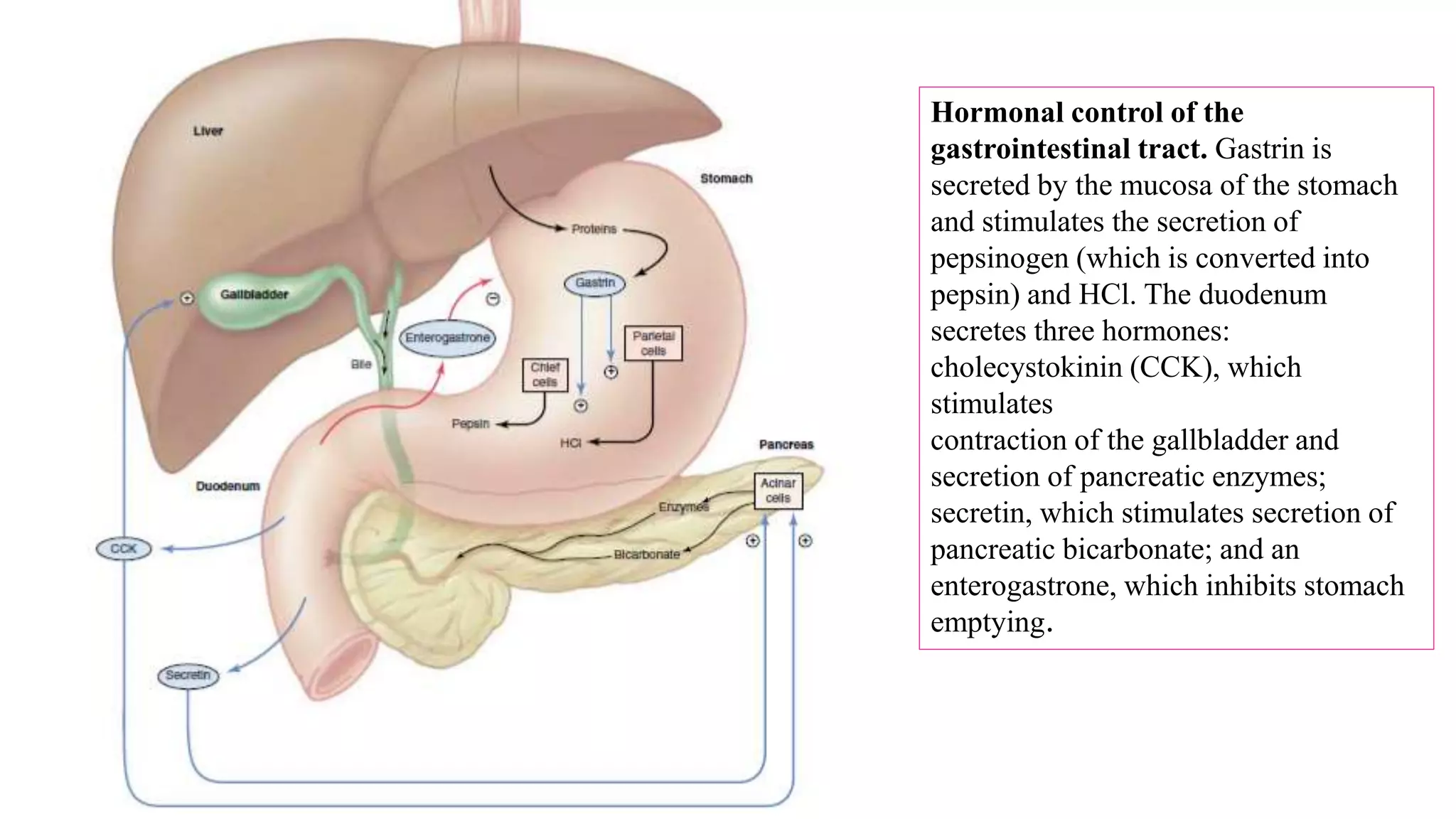 Role of hormones in digestion | PPTX