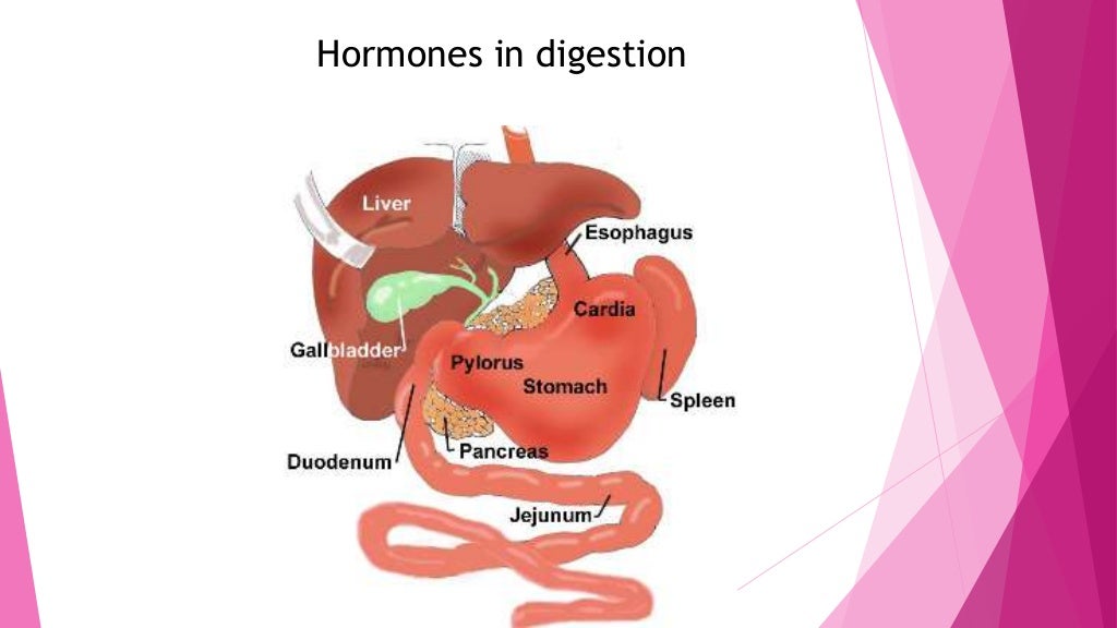 Role of hormones in digestion