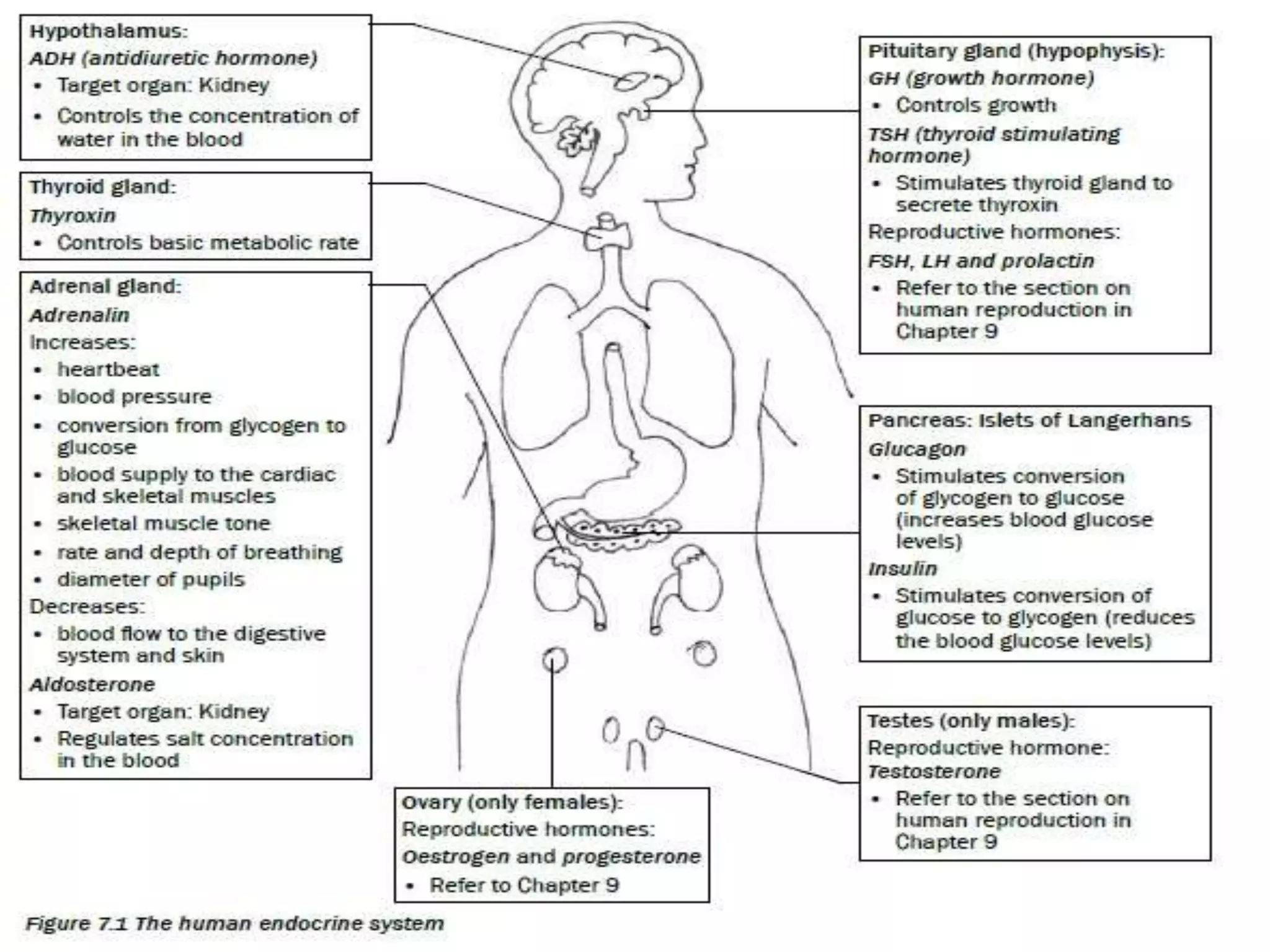 Role of hormones in periodontal health and disease | PPTX