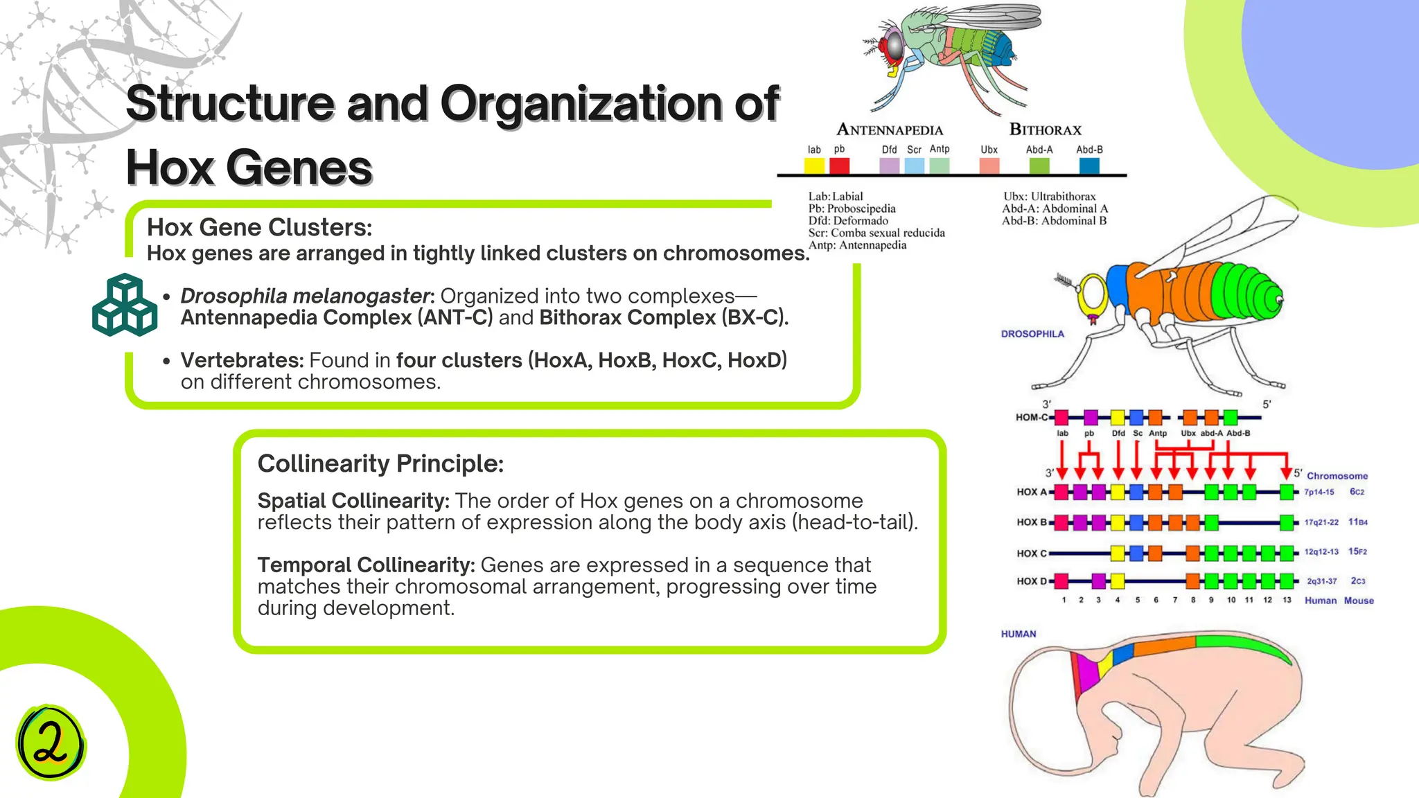 Role of Hox genes in Body patterning | PDF