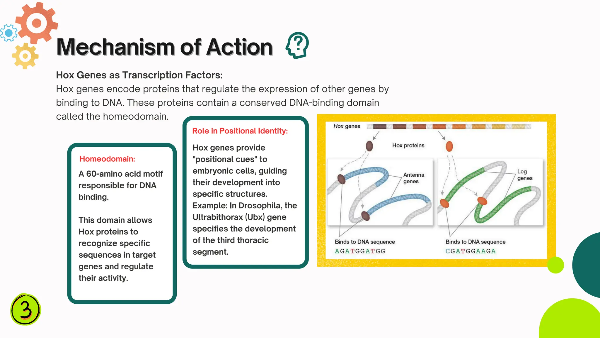 Role of Hox genes in Body patterning | PDF