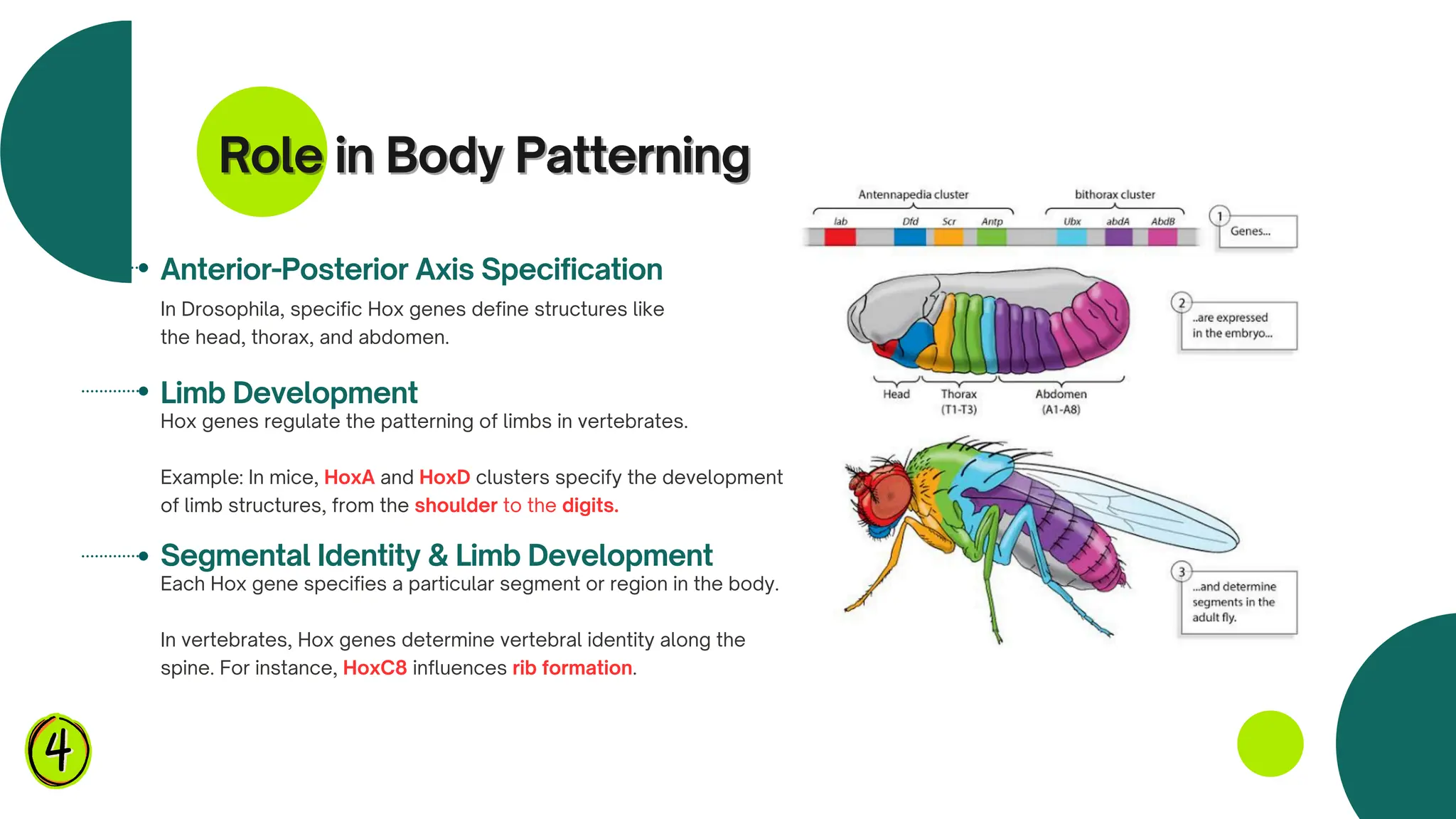 Role of Hox genes in Body patterning | PDF