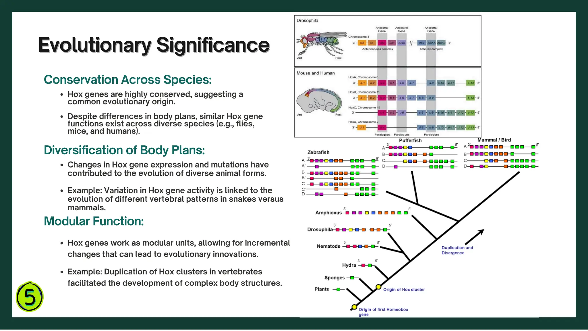 Role of Hox genes in Body patterning | PDF