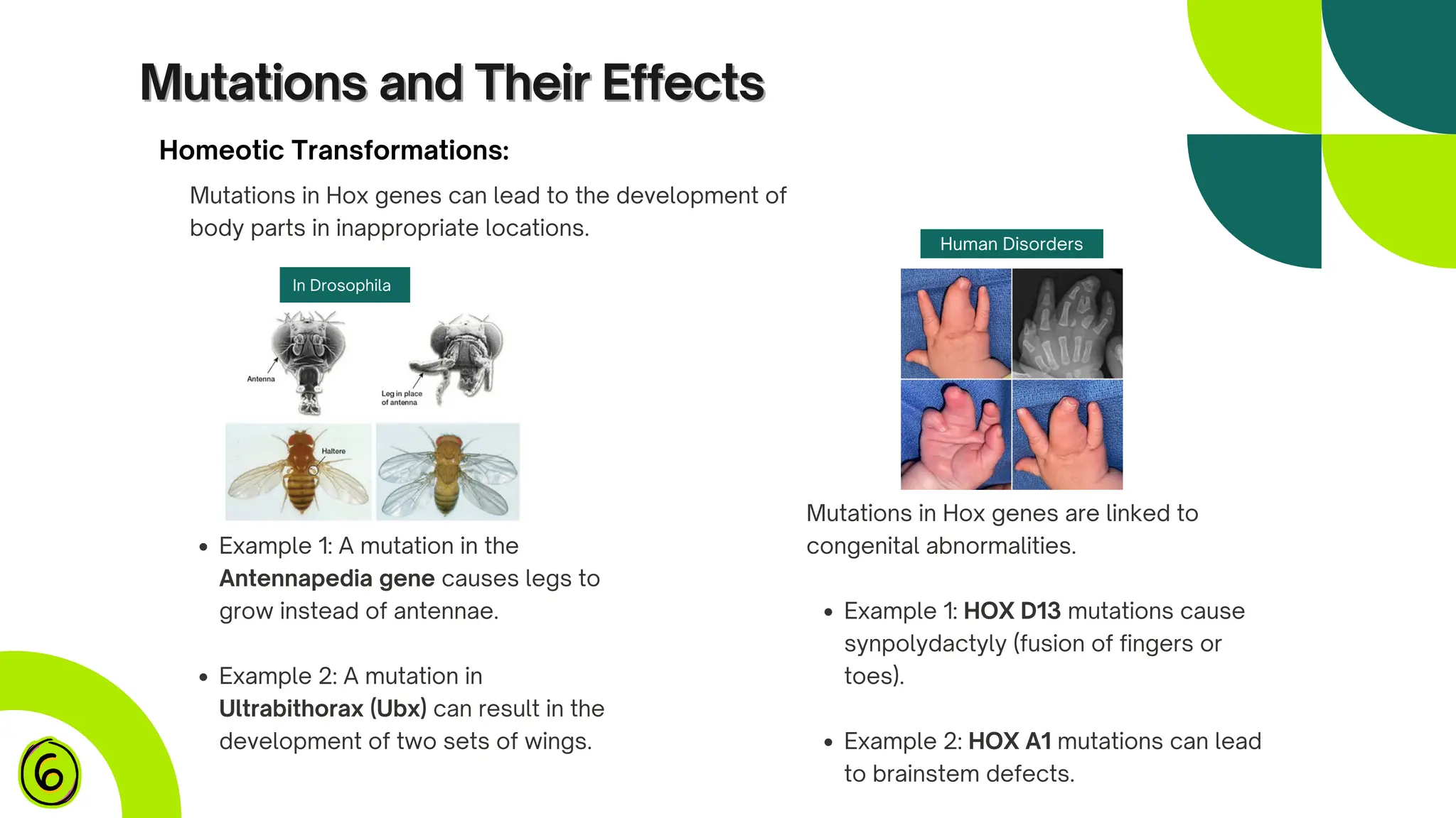 Role of Hox genes in Body patterning | PDF