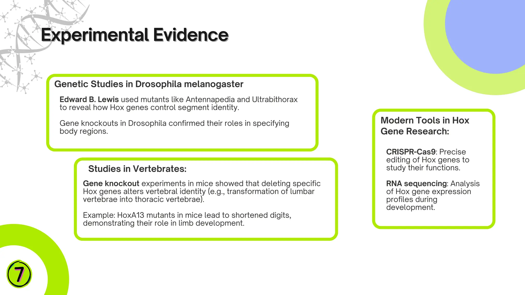 Role of Hox genes in Body patterning | PDF