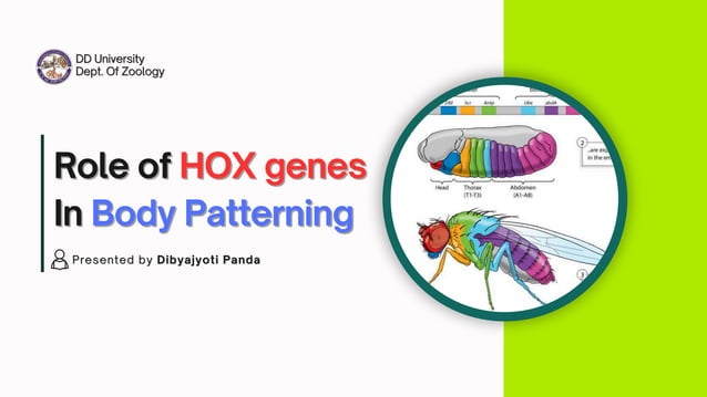 Role of Hox genes in Body patterning | PDF