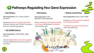 Role of Hox genes in Body patterning | PDF