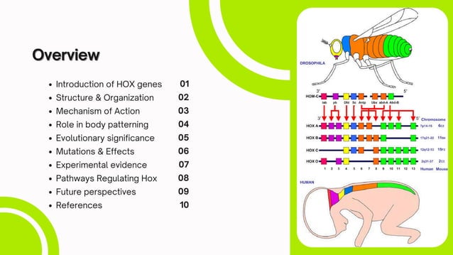 Role of Hox genes in Body patterning | PDF