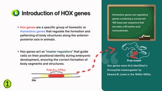 Role of Hox genes in Body patterning | PDF