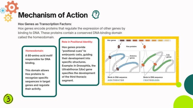 Role of Hox genes in Body patterning | PDF