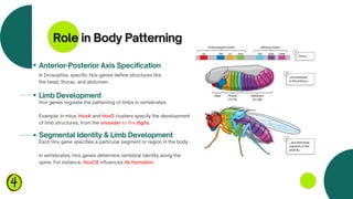 Role of Hox genes in Body patterning | PDF