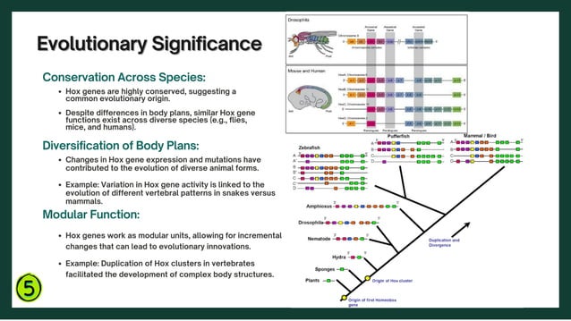 Role of Hox genes in Body patterning | PDF