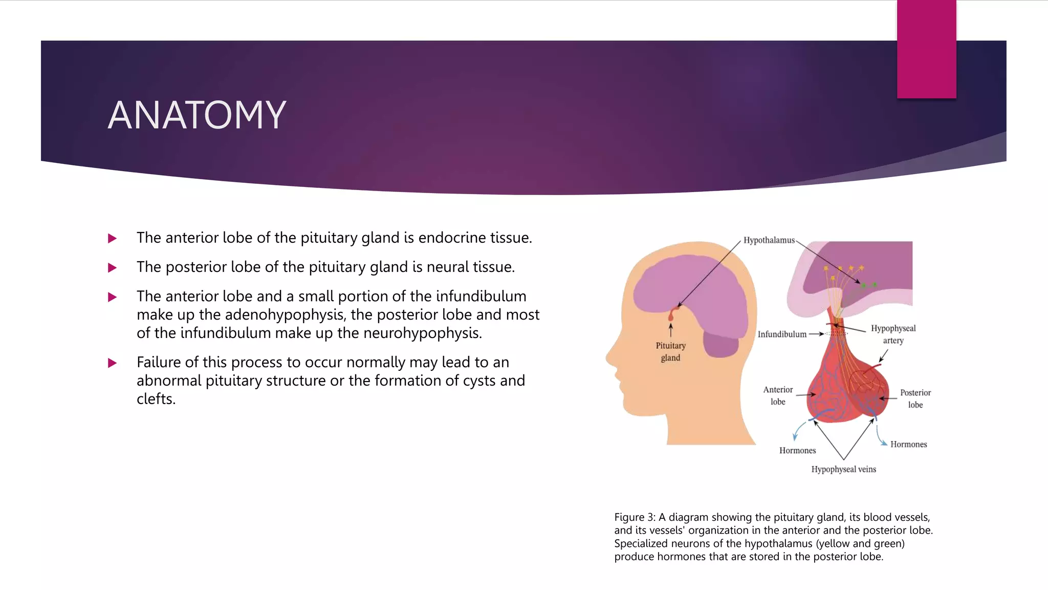 Role of hypothalamus and Pituitary-1.pptx