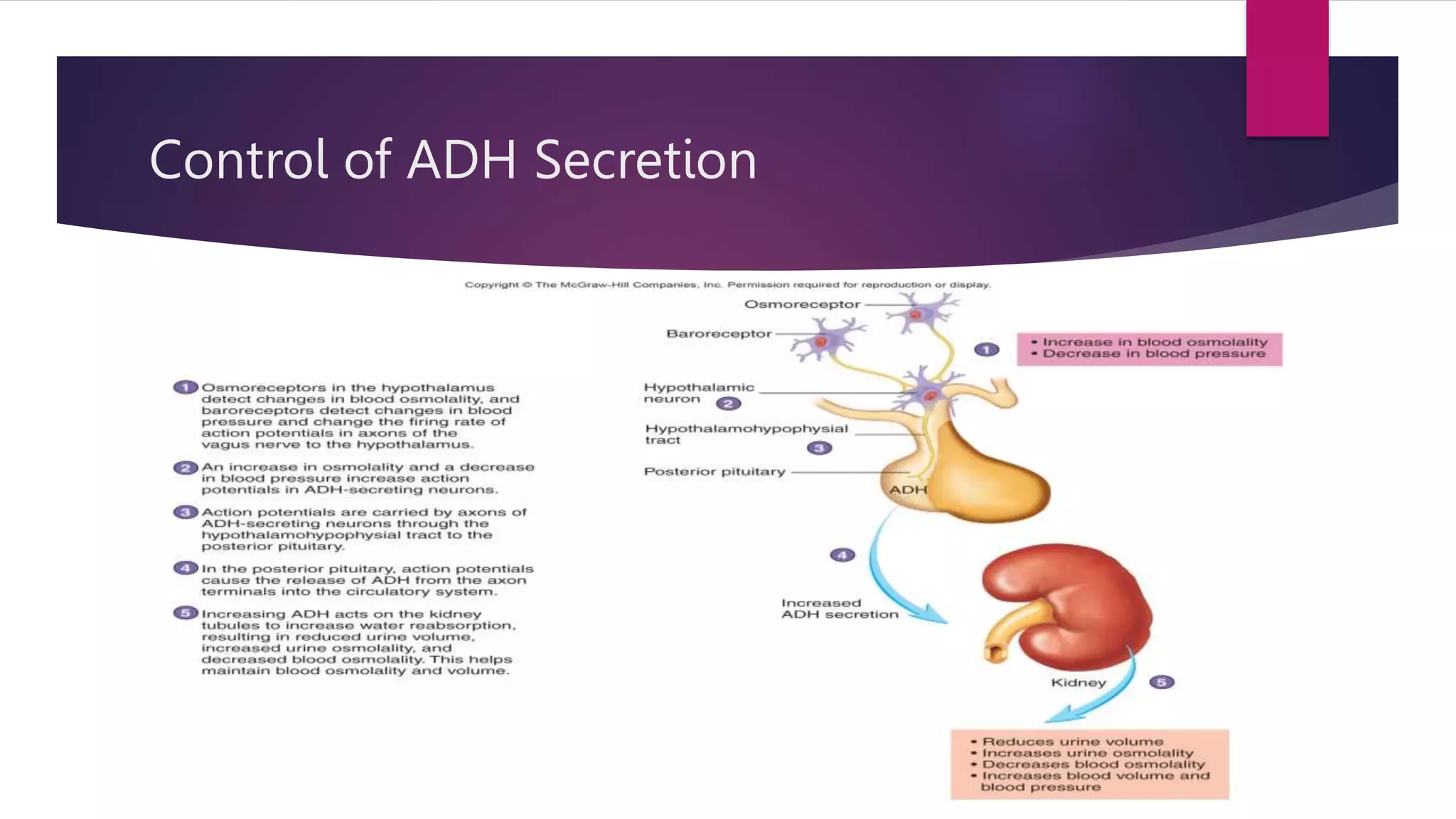 Role of hypothalamus and Pituitary-1.pptx