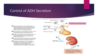 Role of hypothalamus and Pituitary-1.pptx