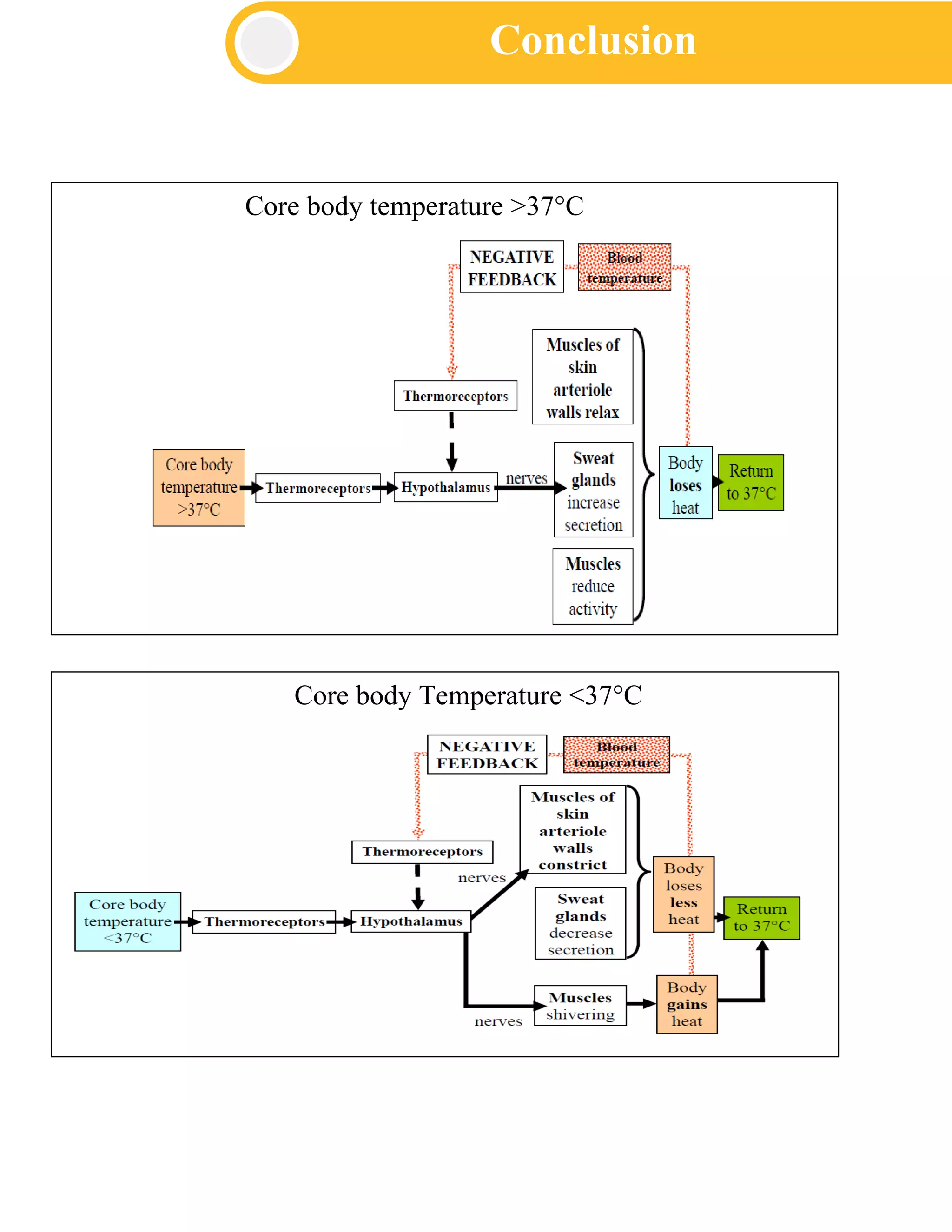 Role of hypothalamus in regulation of body temperature | PDF