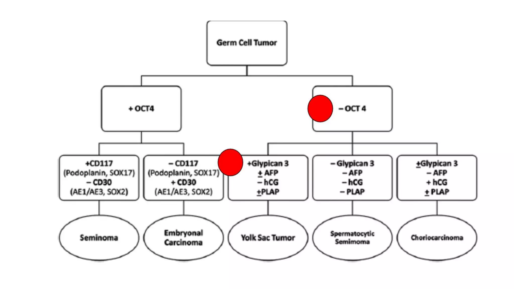 Role of ihc in testicular tumors | PPTX