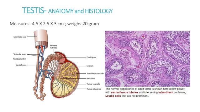 Role of ihc in testicular tumors | PPTX | Cancer | Diseases and Conditions