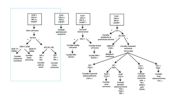Role of ihc in testicular tumors | PPTX | Cancer | Diseases and Conditions