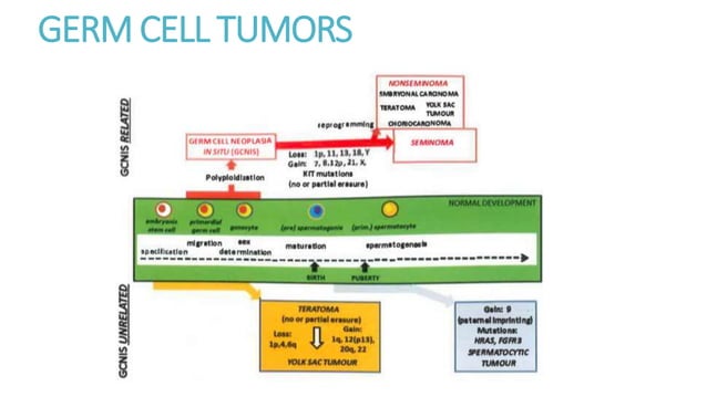 Role of ihc in testicular tumors | PPTX | Cancer | Diseases and Conditions