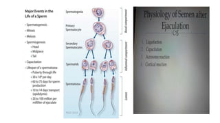 Role of imaging of diagnosis and management of male infertility | PPTX