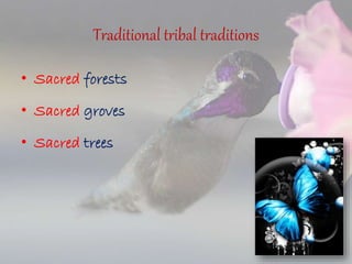 Role of indigenous people in biodiversity conservation | PPTX