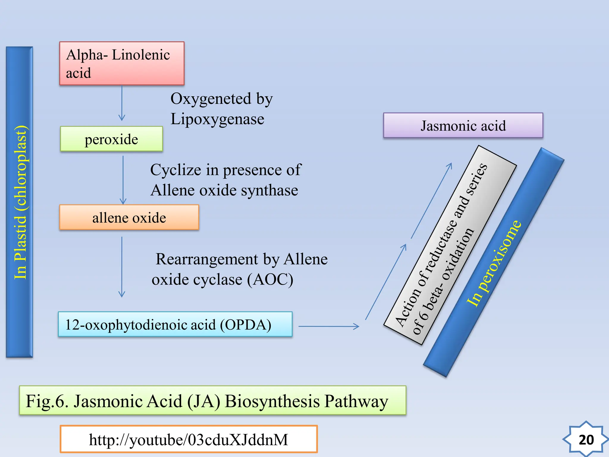 Role of Induced Systemic Resistance (ISR)In Plant Disease Management | PDF