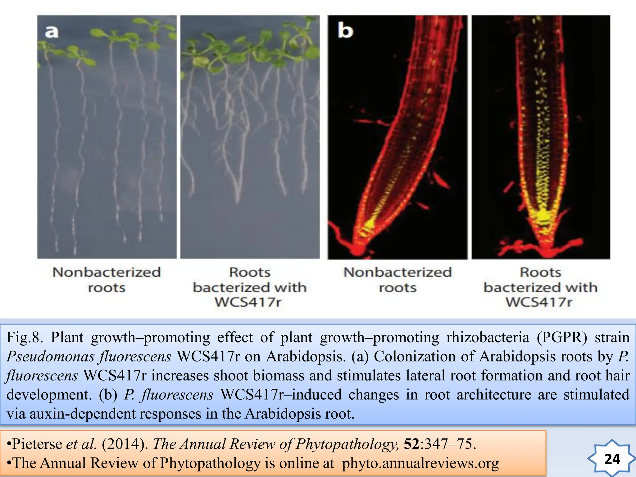 Role of Induced Systemic Resistance (ISR)In Plant Disease Management | PDF