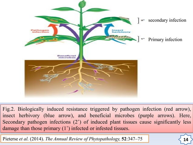 Role of Induced Systemic Resistance (ISR)In Plant Disease Management | PDF