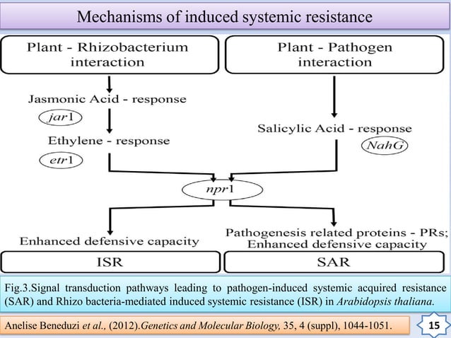 Role of Induced Systemic Resistance (ISR)In Plant Disease Management | PDF