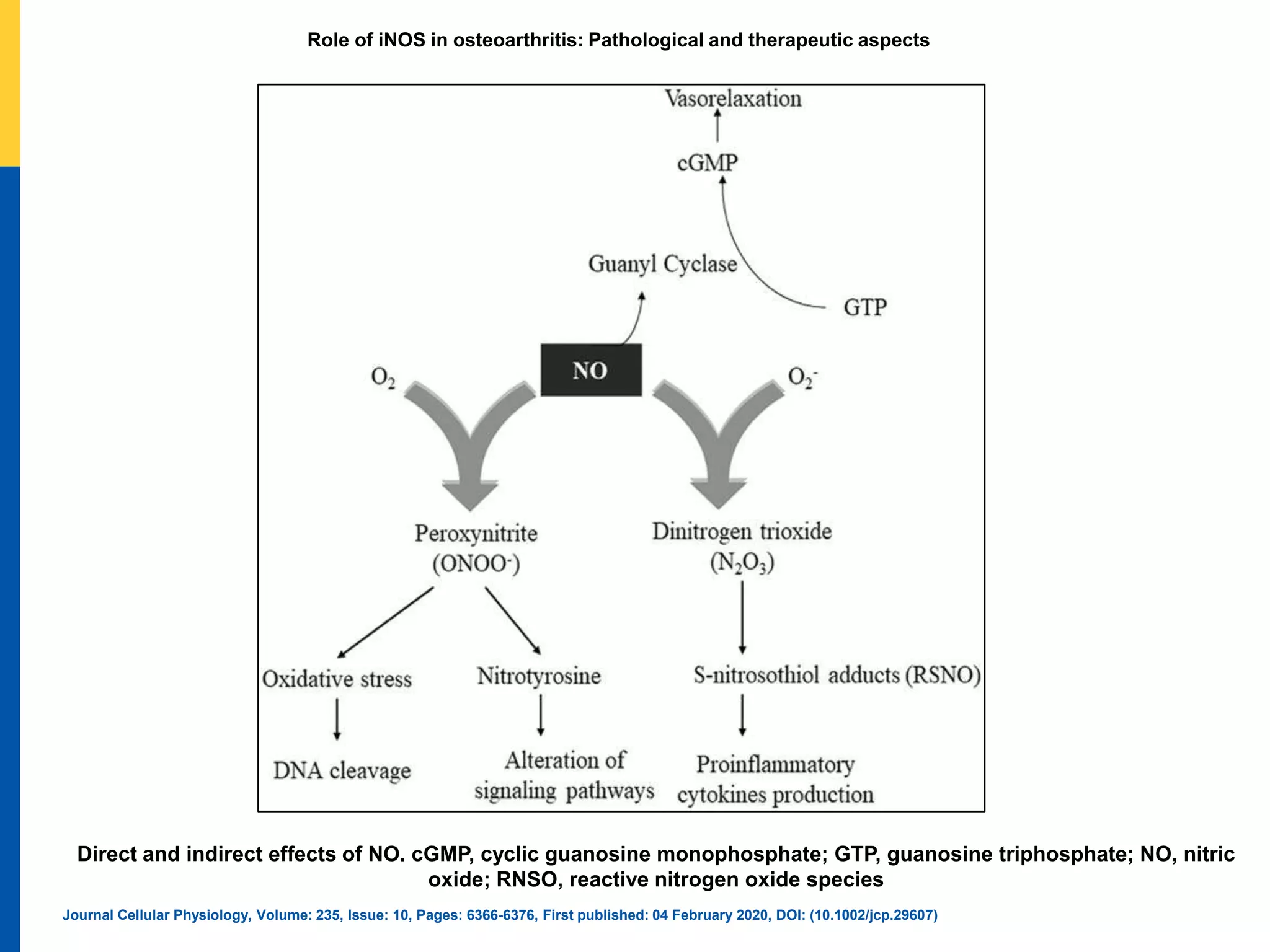 Role of iNOS in inflammation.pptx