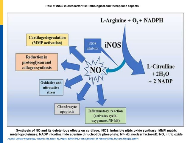 Role of iNOS in inflammation.pptx