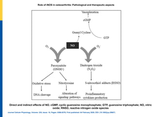Role of iNOS in inflammation.pptx | Bone and Joint Conditions ...