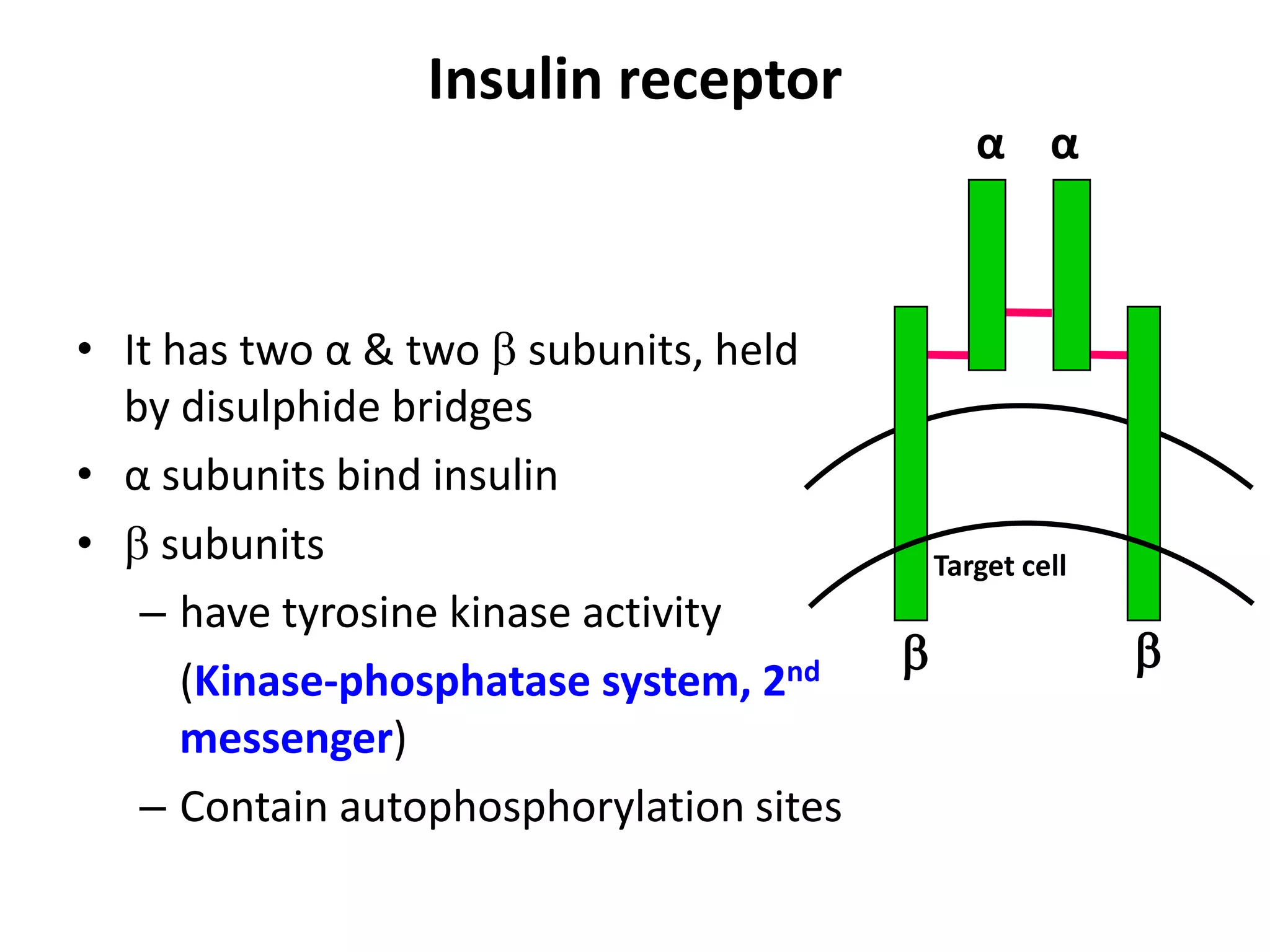 Role of insulin in human body | PPTX