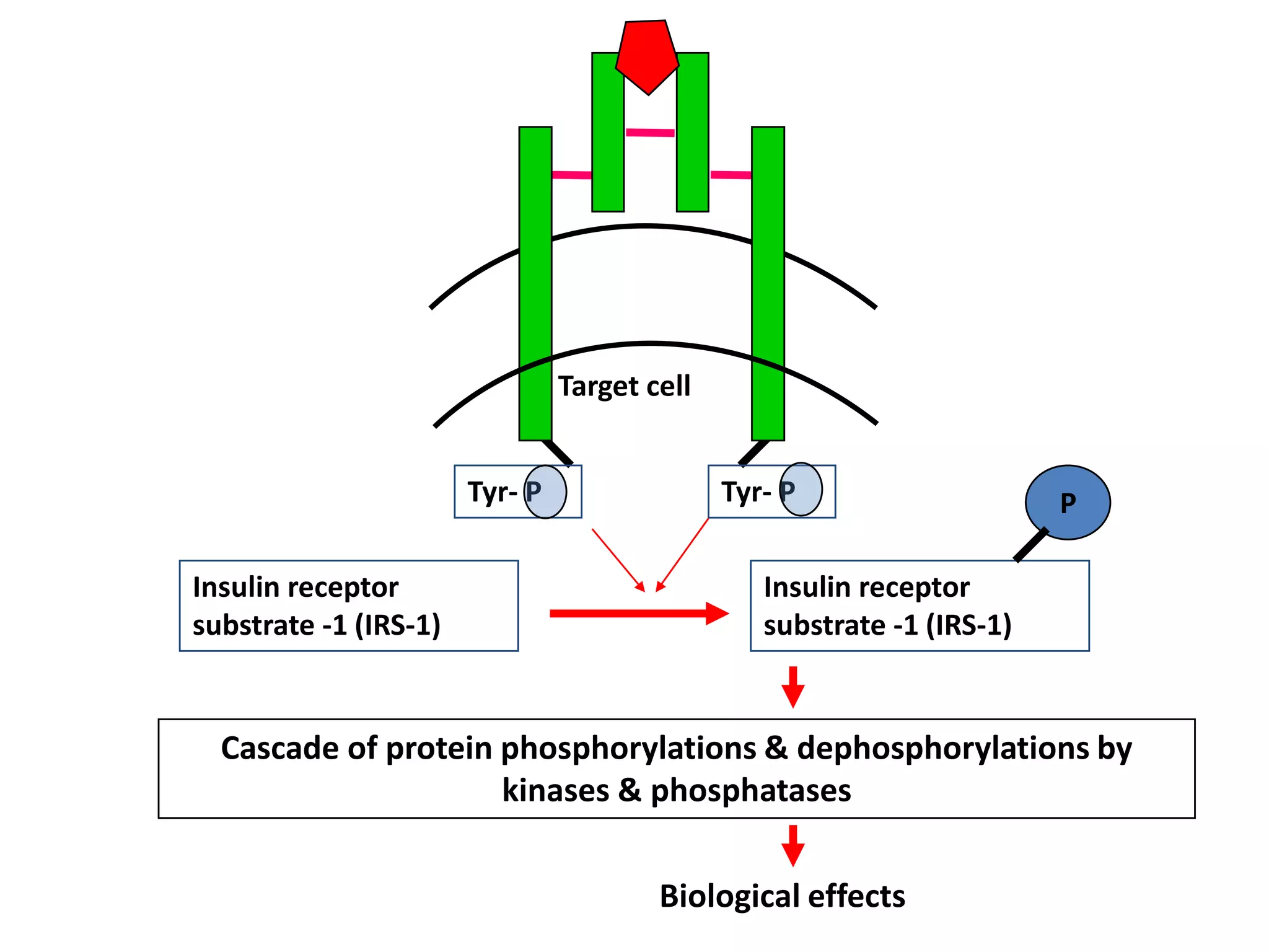 Role of insulin in human body | PPTX