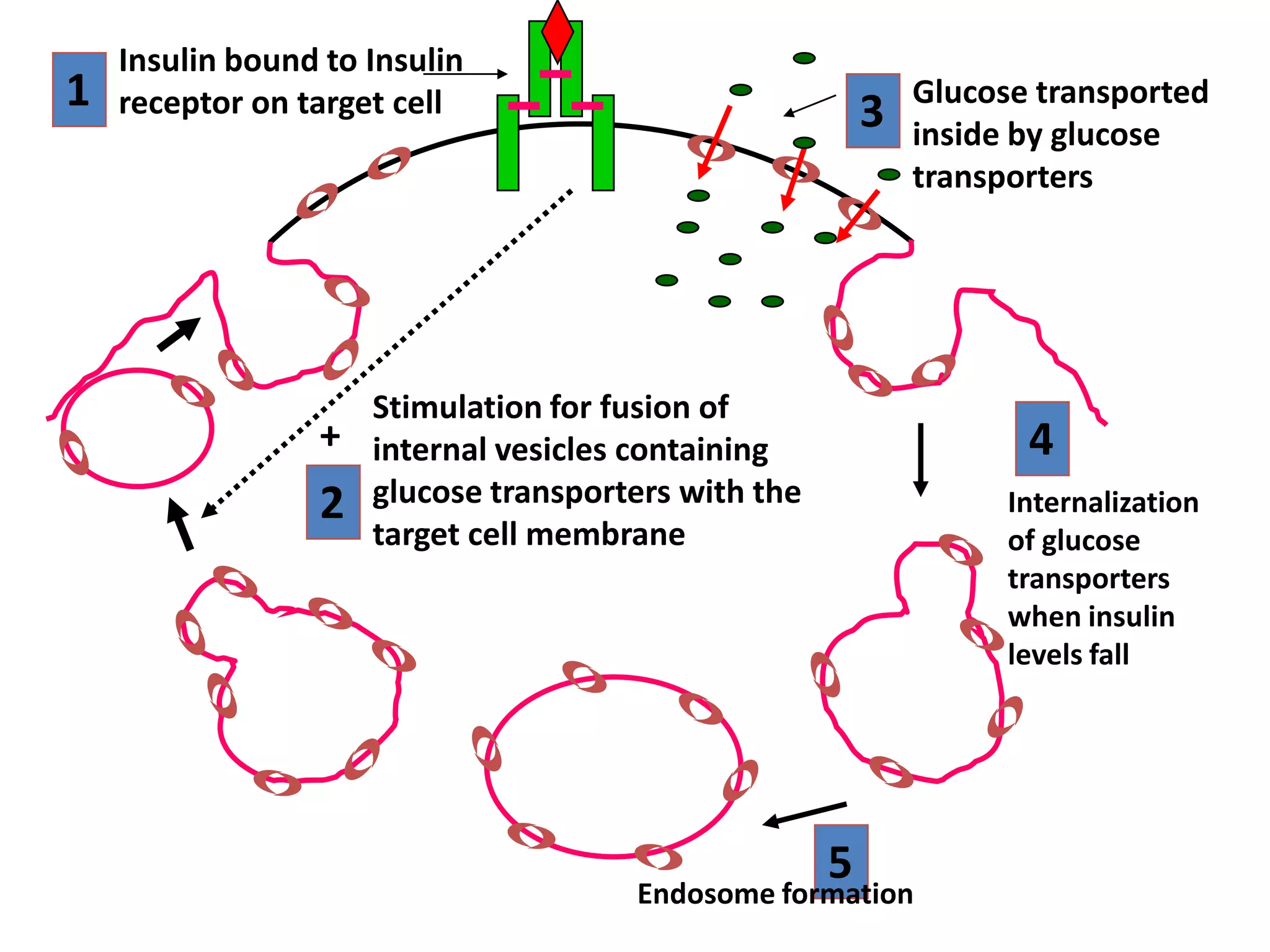 Role of insulin in human body | PPTX