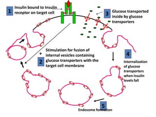 Role of insulin in human body | PPTX