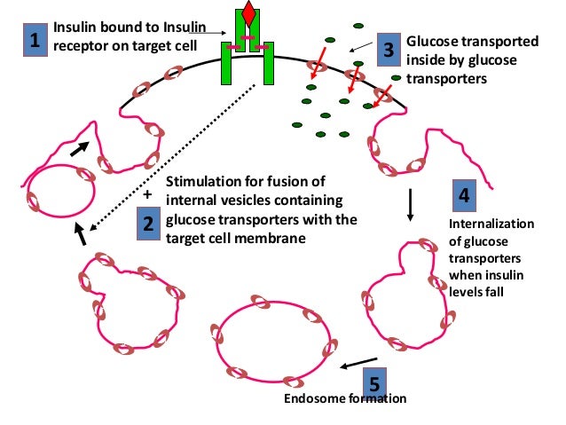 Role of insulin in human body